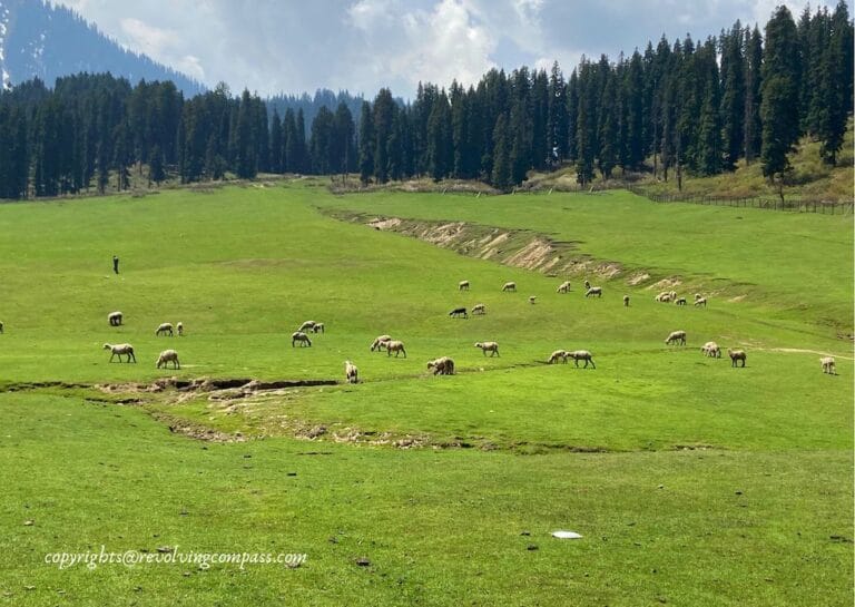 Doodhpathri Kashmir : The Valley of Milk - Brown Chinar Tour And Travel